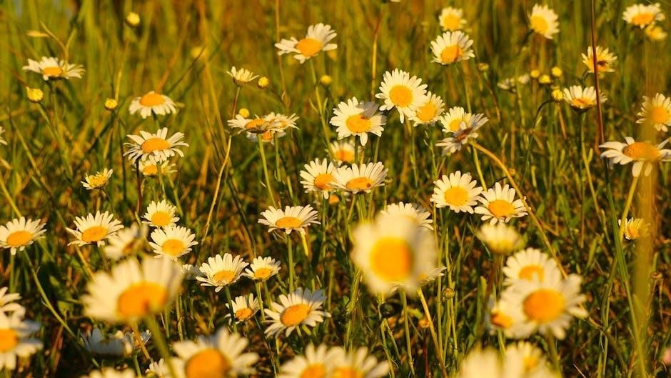 Discover Nova Scotia Wildflowers | Field Guide & Photos